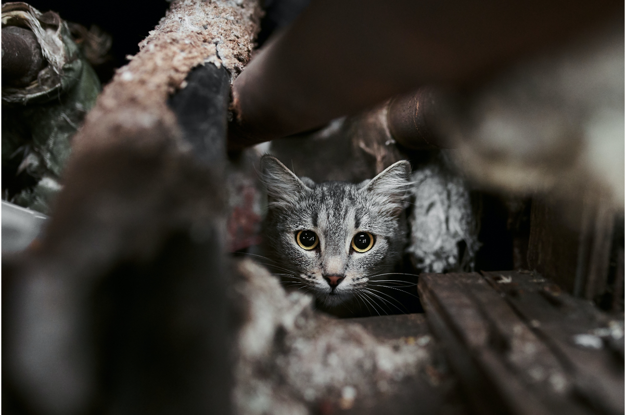 Is Your Cat Stressed? Here Are 3 Signs of an Anxious Cat – AMC of Garner